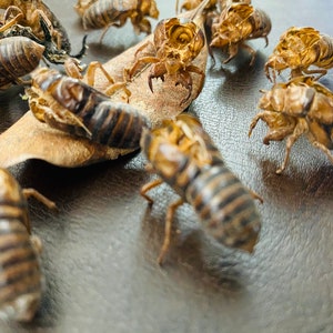 Cicada Exoskeleton Cicada Skins Lot of 10 Educational Creepy Craft Eco ...
