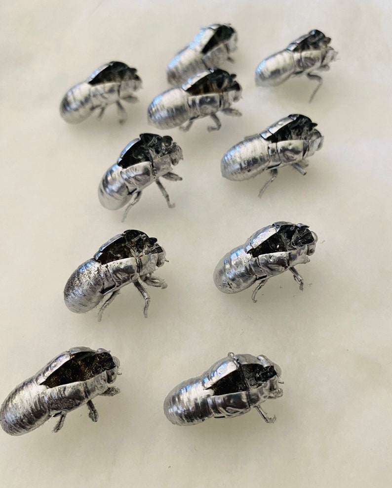 Silver Cicada Skins Shells Exoskeleton Cicada Skins Lot of - Etsy