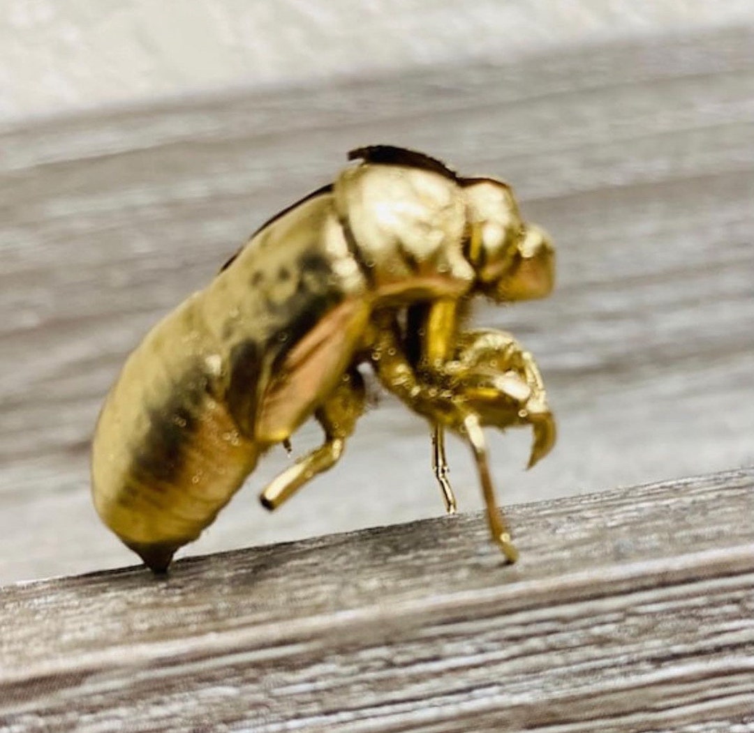 Gold Cicada Skins Shells Exoskeleton - Cicada Skins Lot of 10 ...