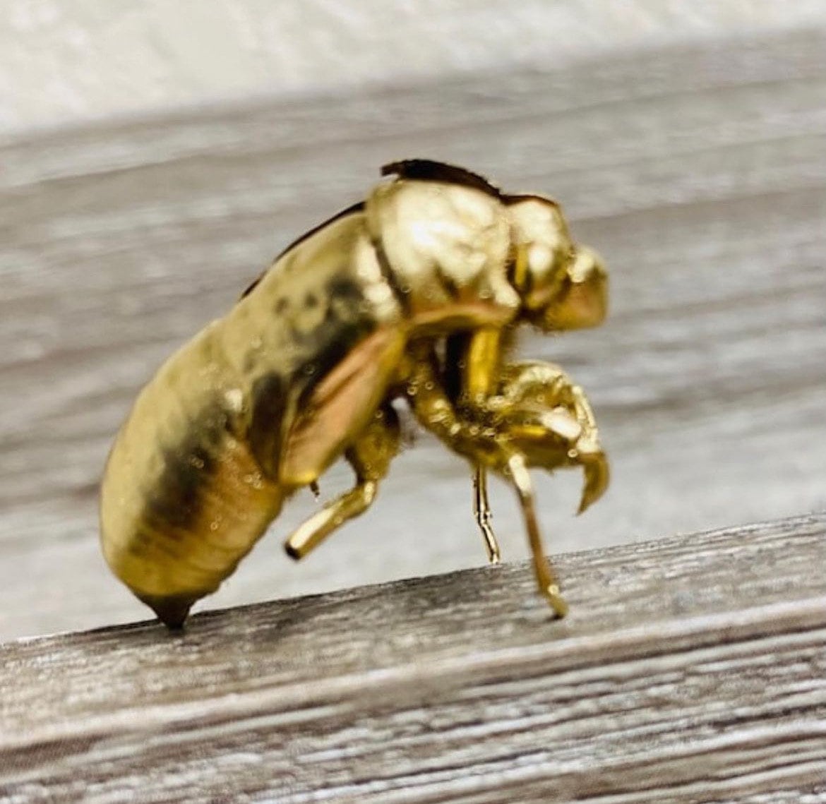 Gold Cicada Skins Shells Exoskeleton Cicada Skins Lot of 10 Educational ...