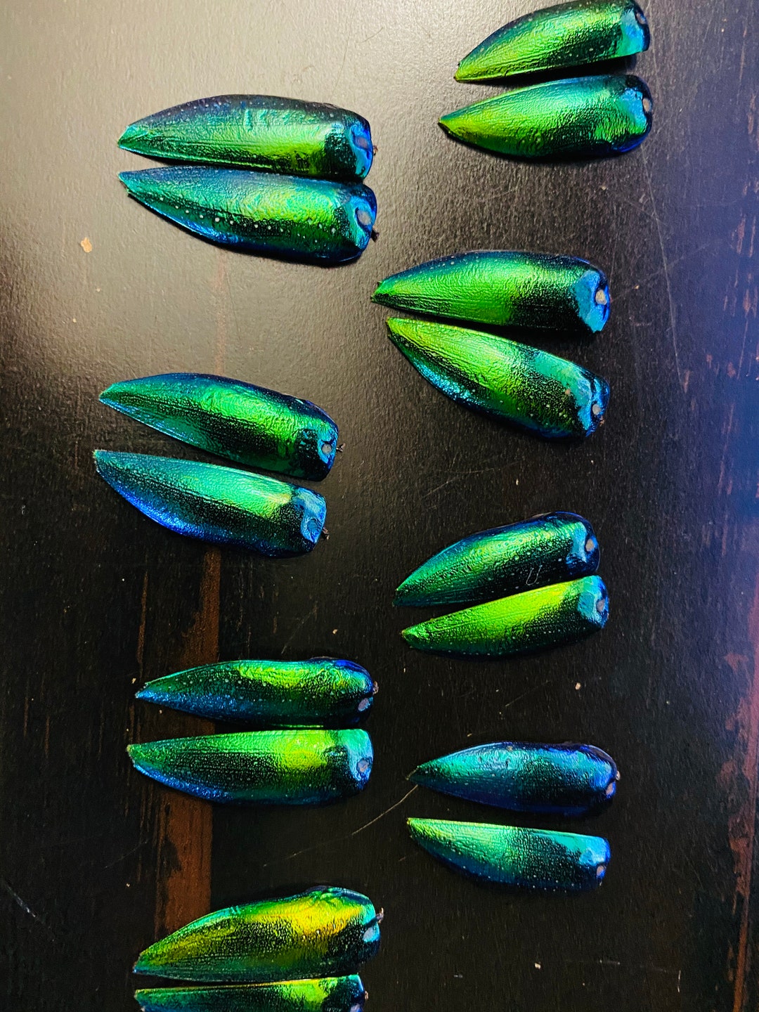 50 Pieces Iridescent Green Blue Elytra Jewel Beetle Wings Bug Shell ...