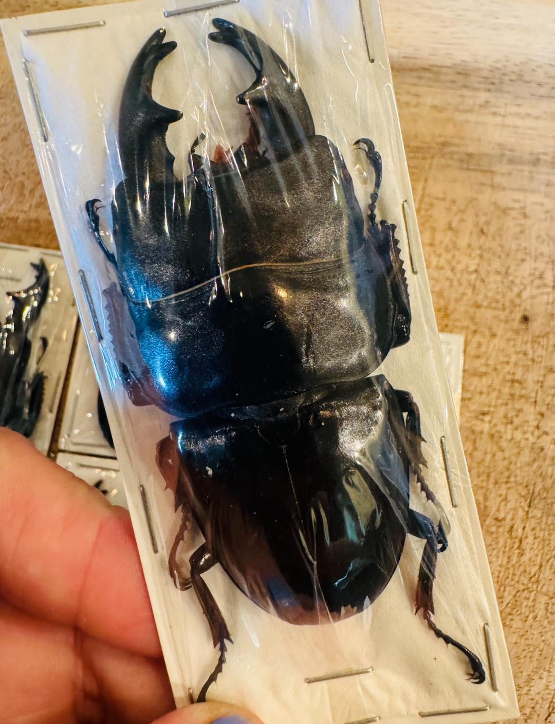 Dorcus Alcides Large Stag Beetle Short Horn Indonesia Spread and Ready ...