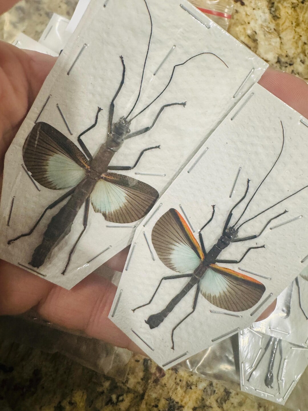 Orthomeria Vericolor PAIR Male and Female Black and Blue Walking Stick ...