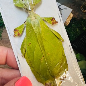 Phyllium Mamasaense Sulawesi (f) Green Indonesian Walking Leaf Insect ...