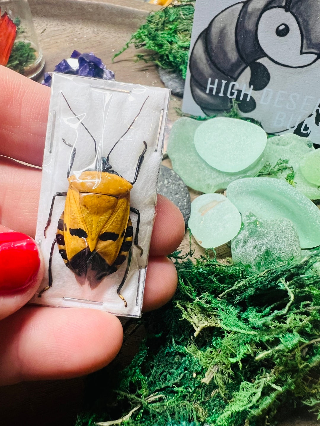 Man Faced Beetle Catacanthus Incarnatus Shield Stink Bug Insect Papered ...