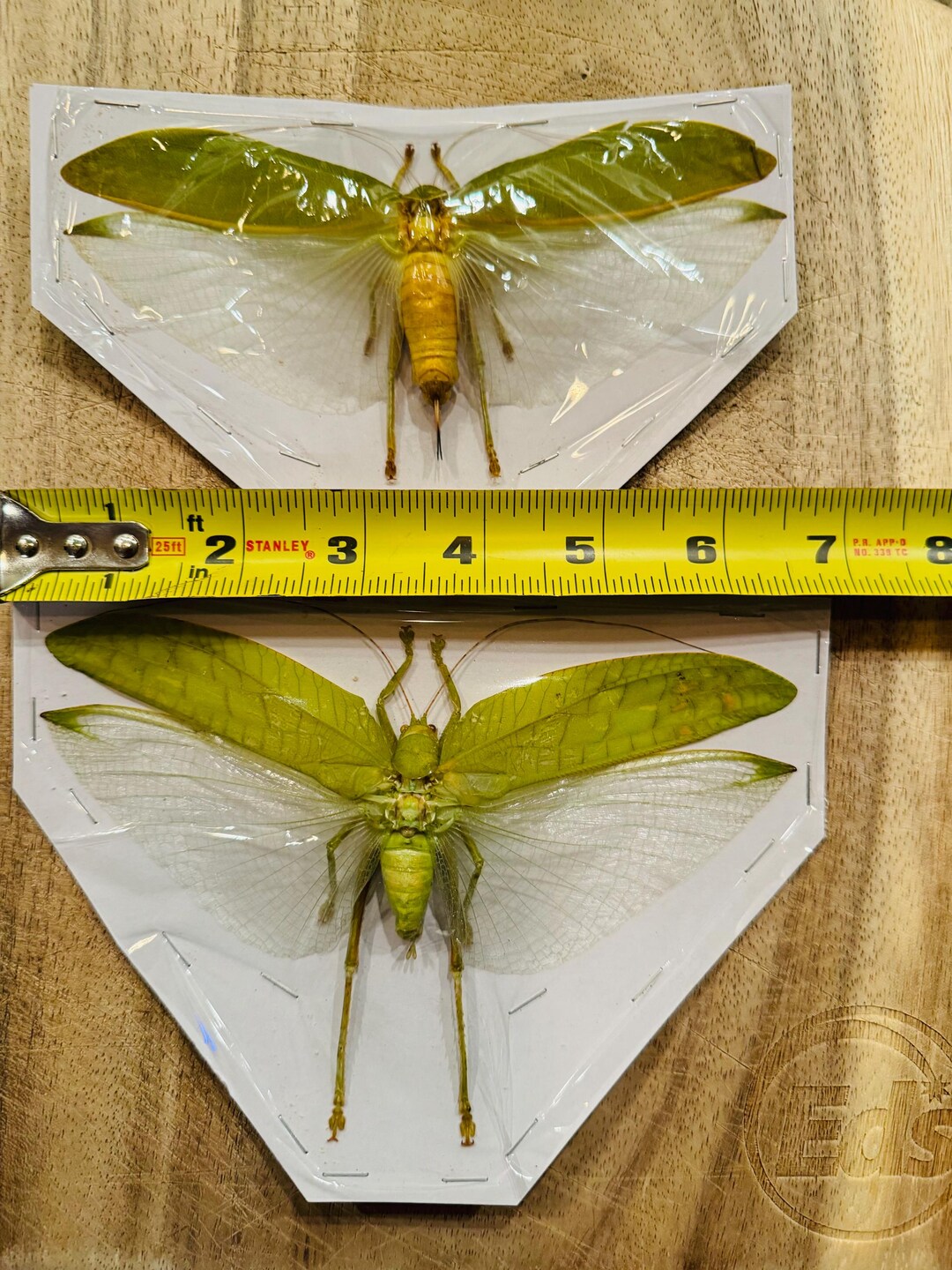Huge Pair of False Leaf Katydid (pseudophyllus Neriifolius) Leaf Insect ...