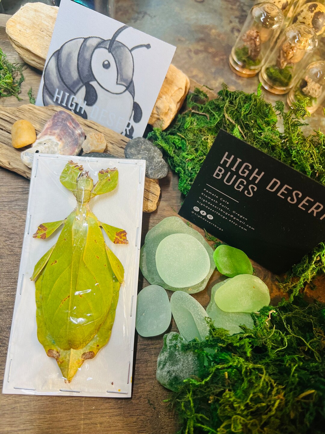 Phyllium Mamasaense Sulawesi (f) Green Indonesian Walking Leaf Insect ...