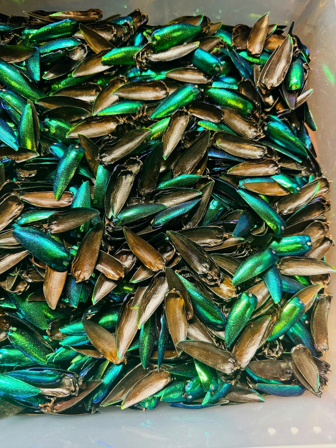 Iridescent Green Blue Elytra Jewel Beetle Wings . Real Insect Elytra ...