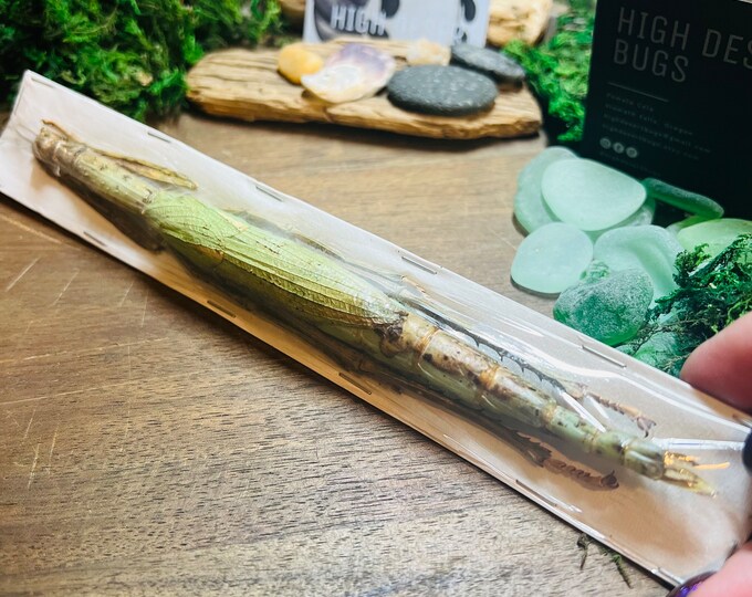 Goliath Green Stick Insect Entomology Huge BUG Eurycnema Versirubra ...