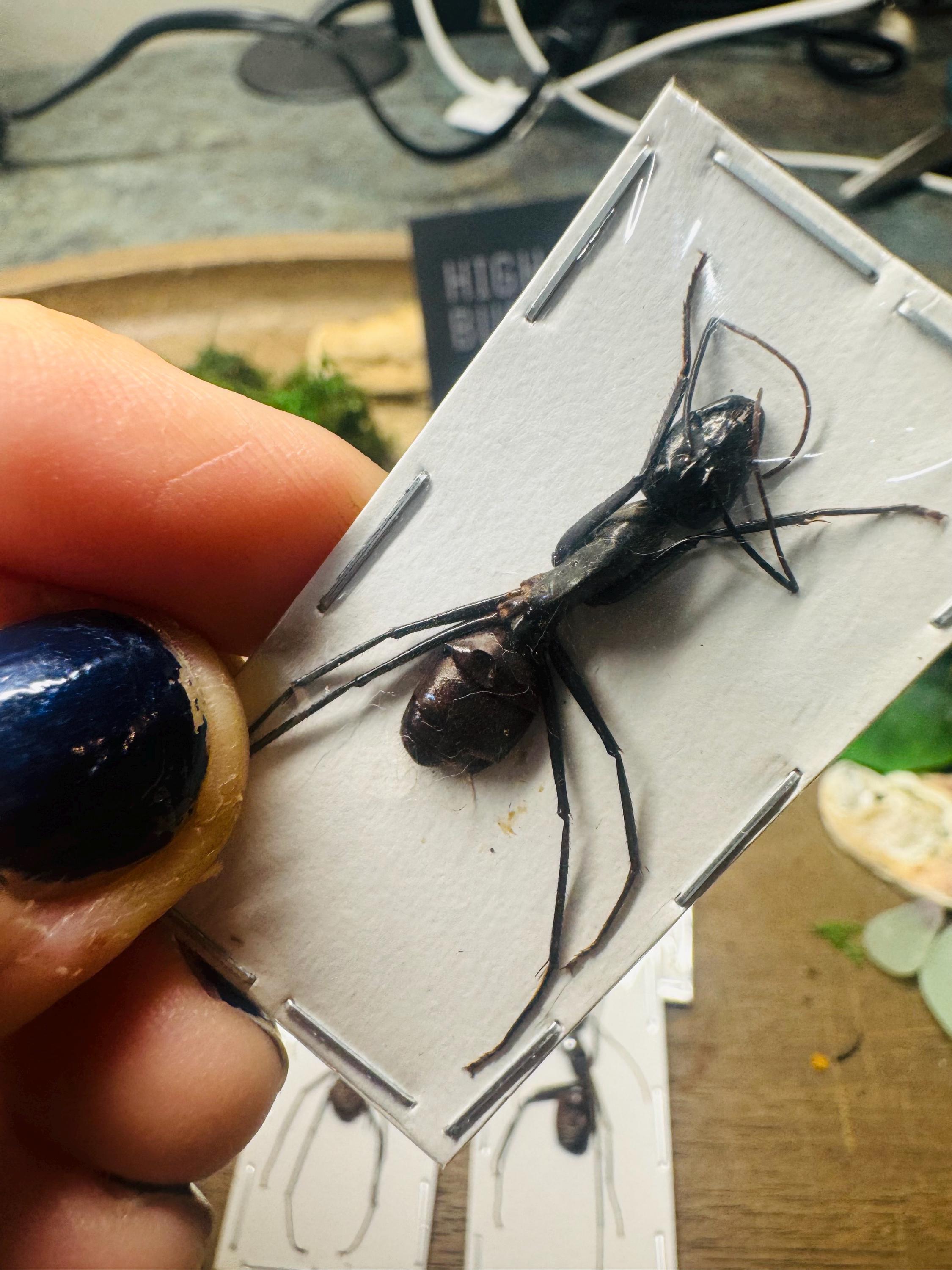 Camponotus Gigas Real Giant Bullet Ant Papered Specimen Real Insect - Etsy