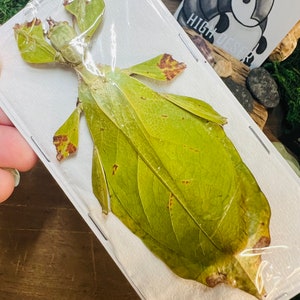 Phyllium Mamasaense Sulawesi (f) Green Indonesian Walking Leaf Insect ...