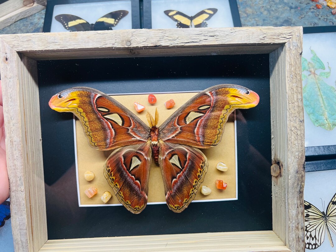 Attacus Atlas Snake Head Moth Mounted and Framed in Barnwood Shadow Box ...