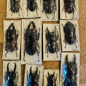 Dorcus Taurus Taurus Stag Beetle Indonesia Spread and Ready to Mount A1 ...