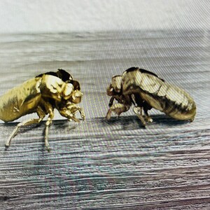 Gold Cicada Skins Shells Exoskeleton - Cicada Skins Lot of 10 ...