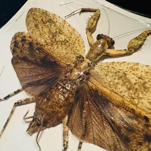 Mantidae Large Papered Specimen Real Praying Mantis From W. Malaysia ...