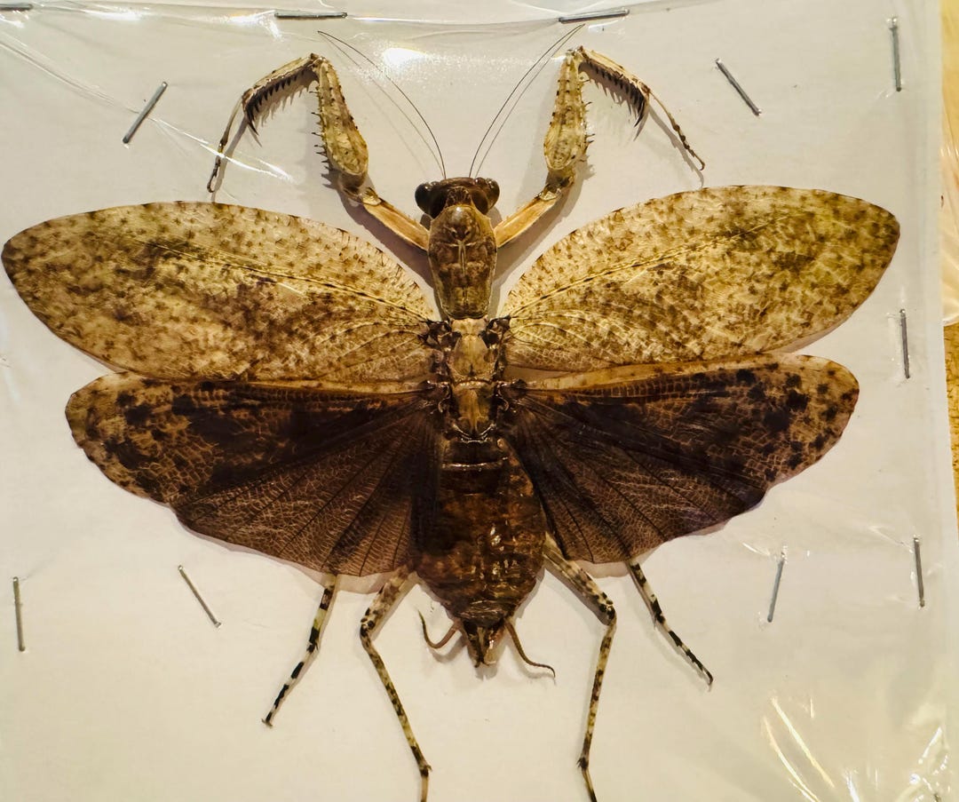 Mantidae Large Papered Specimen Real Praying Mantis From W. Malaysia ...