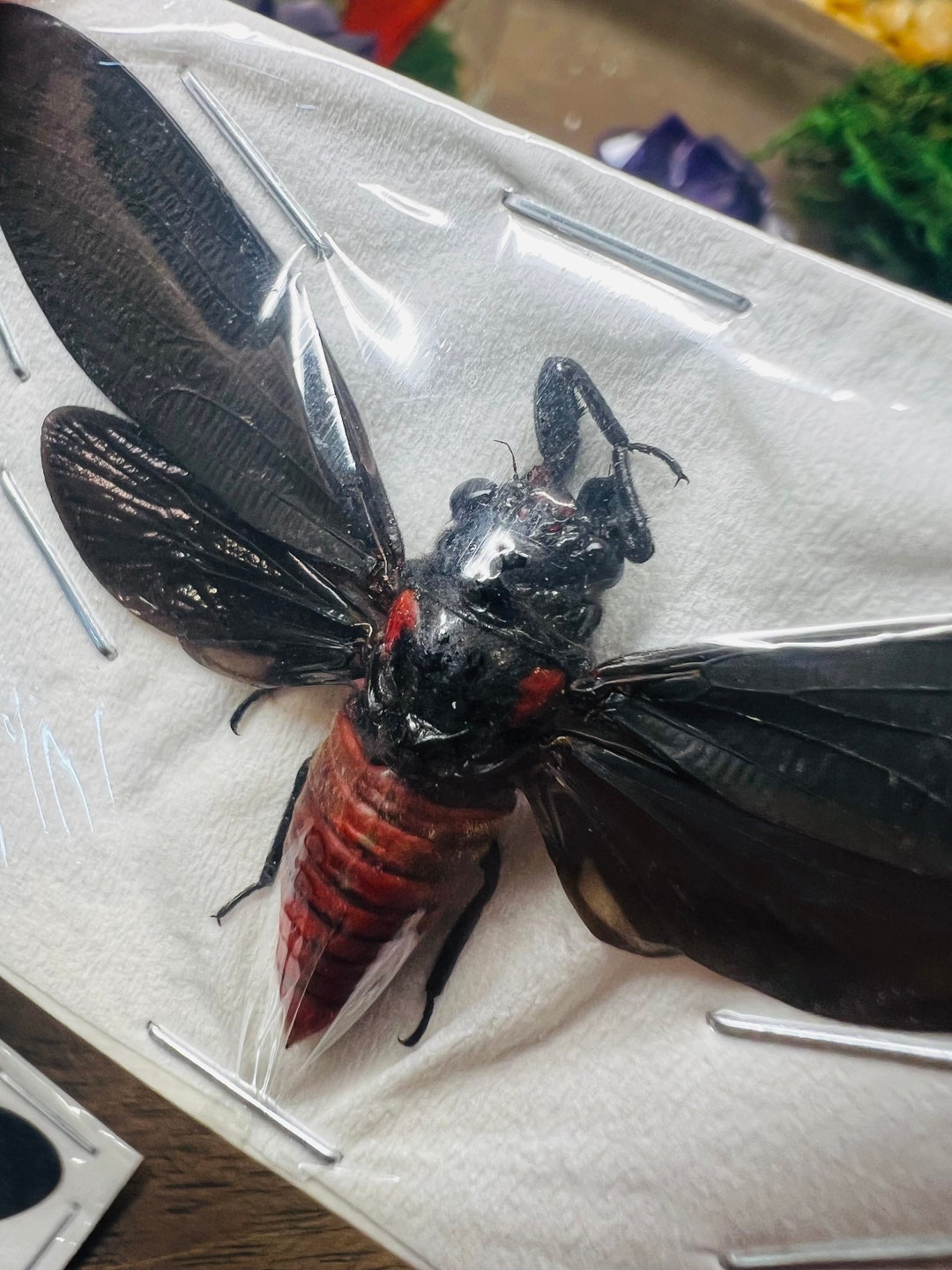 A1 Papered Specimen Spread and Ready to Mount. Black and Red Cicada Huechys Sanguinea Indonesia ...