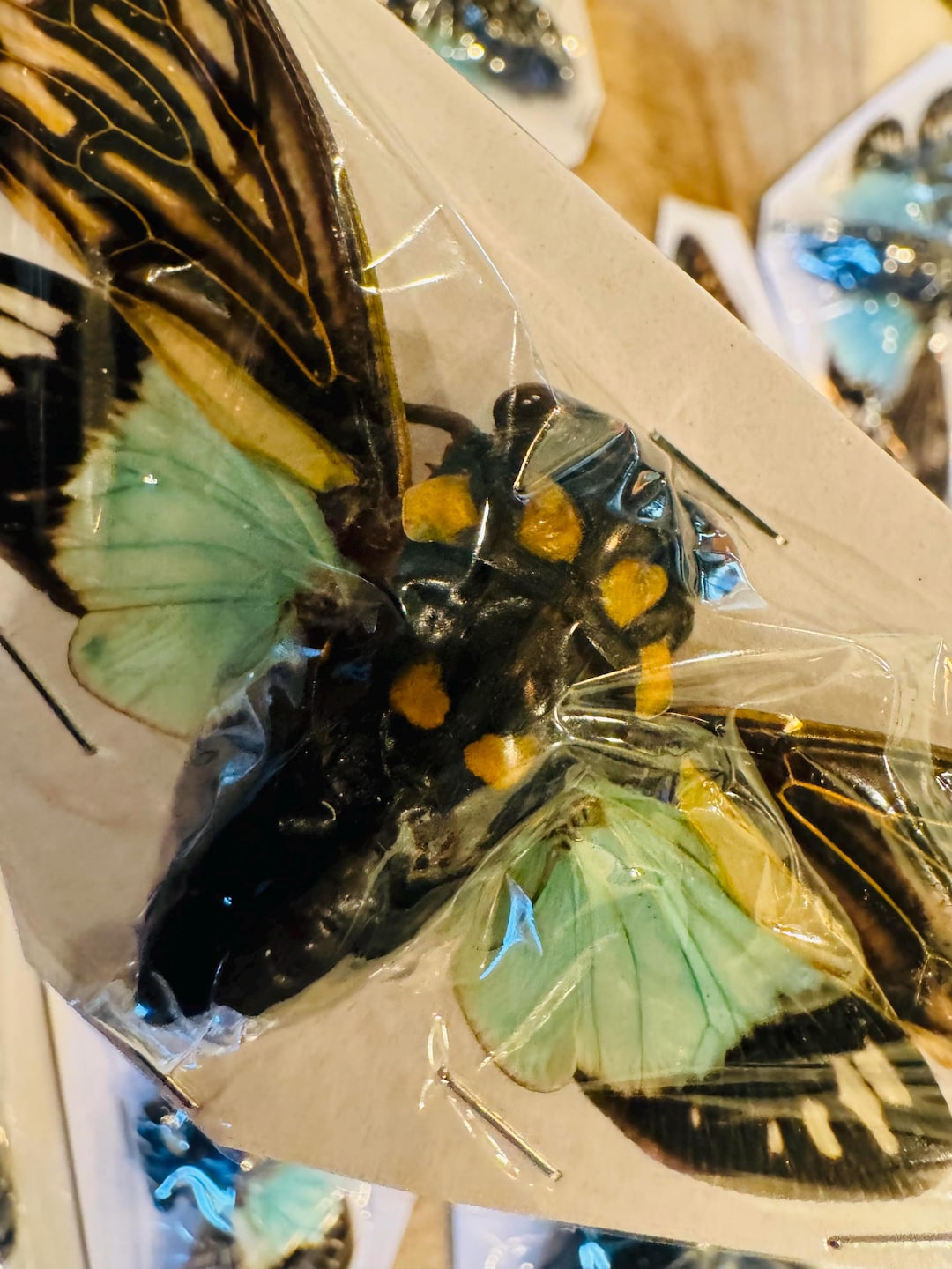 BLUE CICADAS Tosena Splendida 4.5" Wings Spread Ready to Mount ...