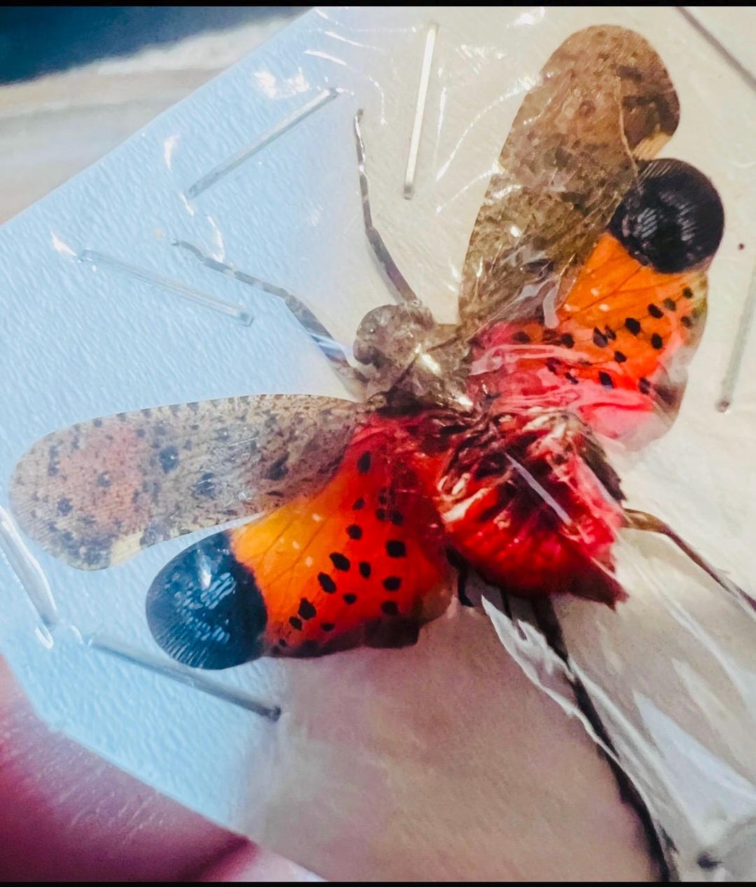 Penthicodes Pulchella Lanternfly Indonesia Spread Ready to Mount ...