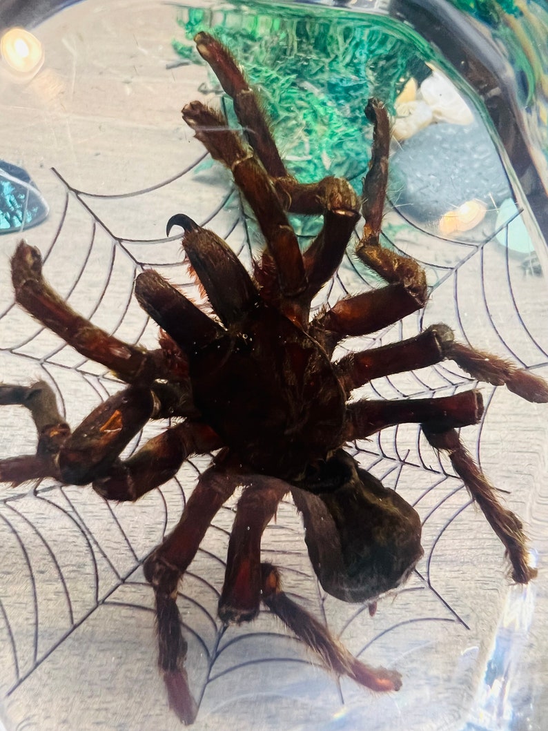 Real Tarantula in Resin Paperweight Desk Decor Oddities and Curiosities ...
