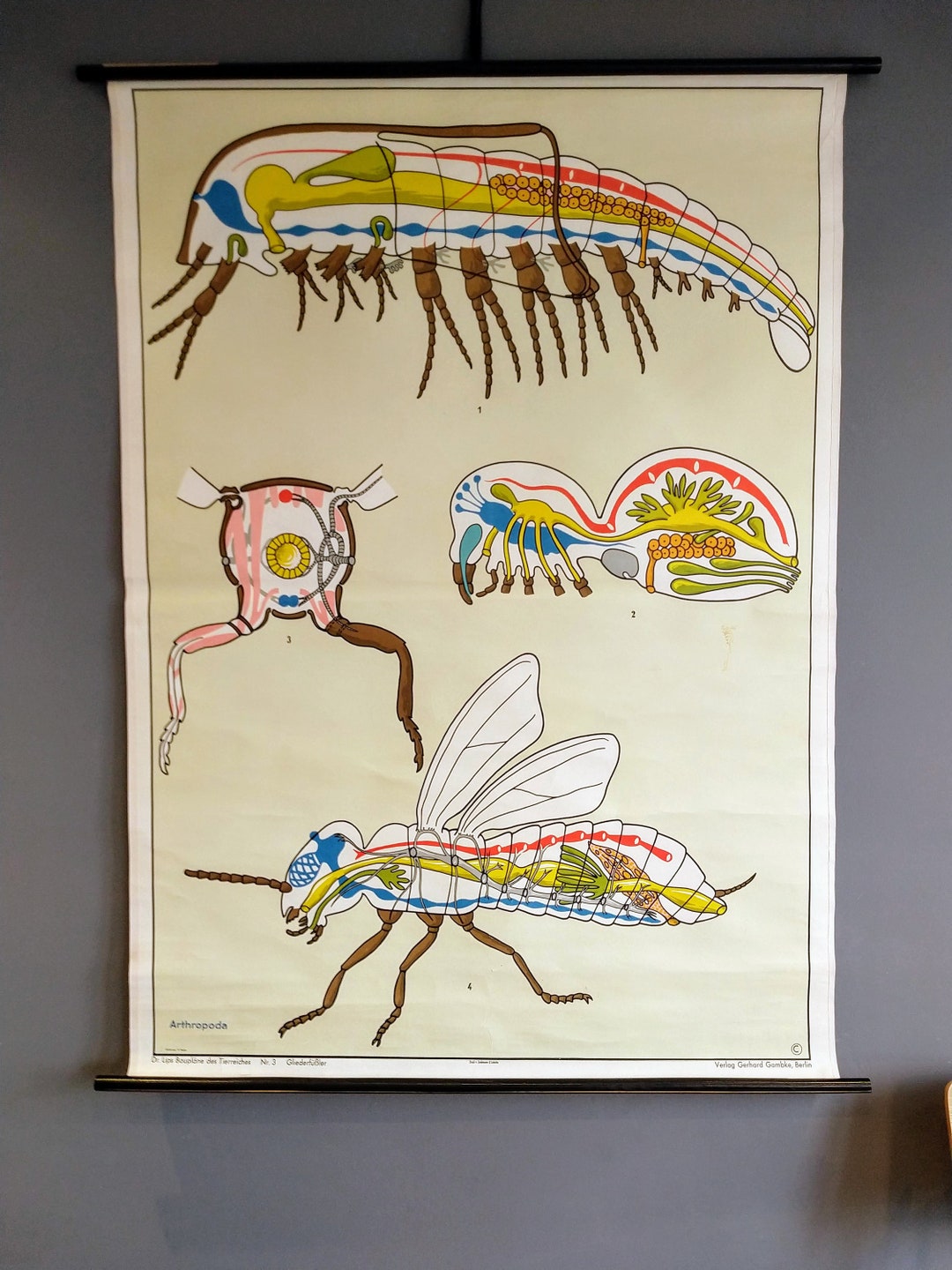 Old Original Arthropod School Poster, Vintage Pull Down School Chart - Etsy