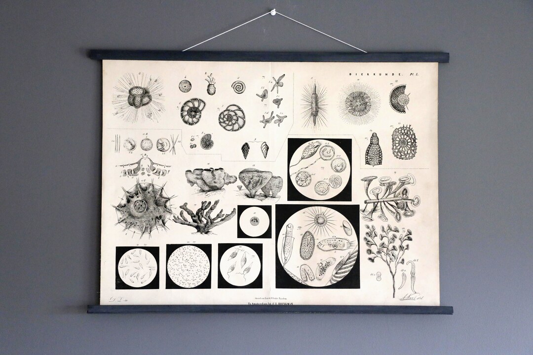 Old Original School Poster Plankton XIX Century, Vintage Pull Down ...