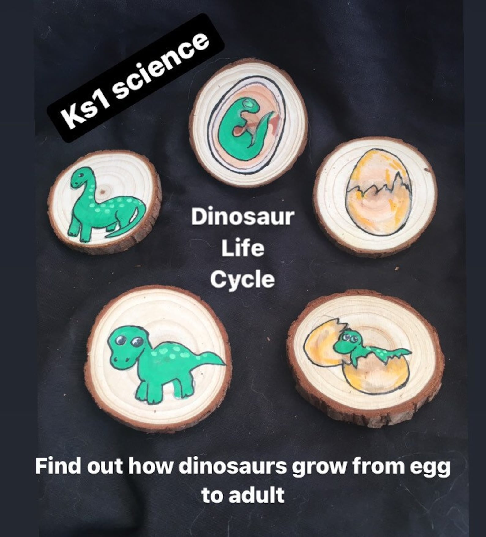 Dinosaur 5 Slice Life Cycle Set | Etsy Canada