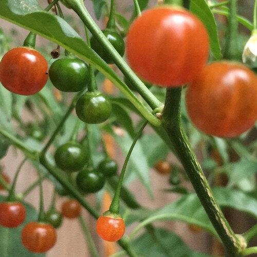 Pequin Pepper Seeds | Etsy