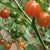 Cold Hardy Chili Pepper Seeds - Capsicum Flexuosum, Aka February Fire ...
