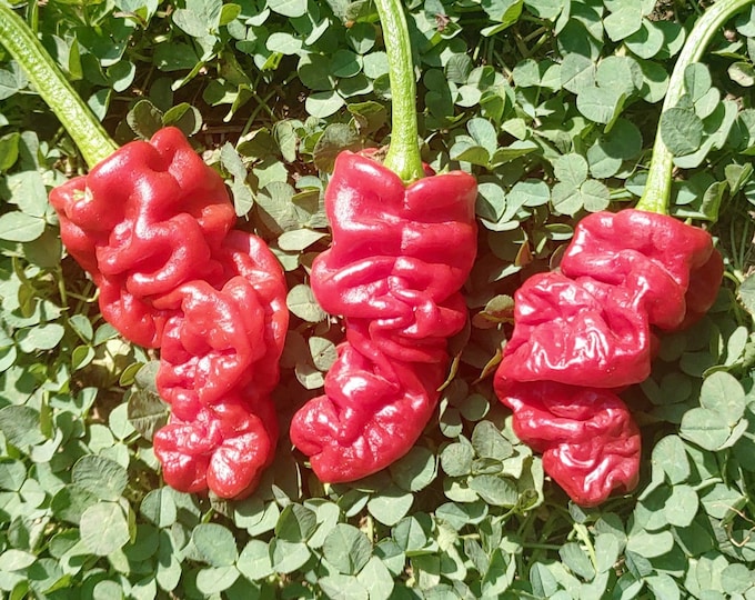 Zou-pi / Shar Pei Pepper Seeds - Capsicum Chinense - Rare & Delicious ...
