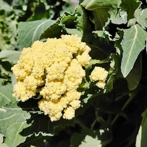 Nine Star Perennial Cauliflower/broccoli Seeds Brassica - Etsy Canada