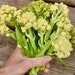 Nine Star Perennial Cauliflower/broccoli Seeds - Brassica Oleraceae ...