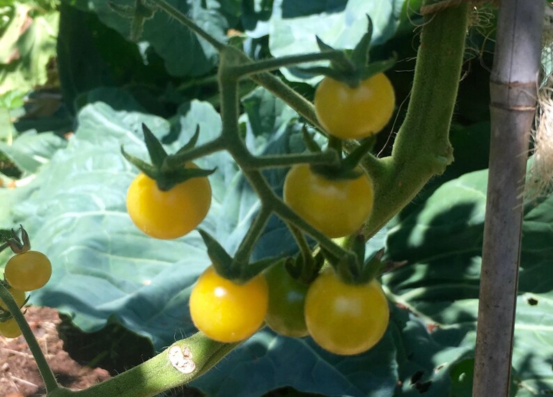 Coyote Currant Tomato Seeds - Solanum Pimpinellifolium - Delicious and ...