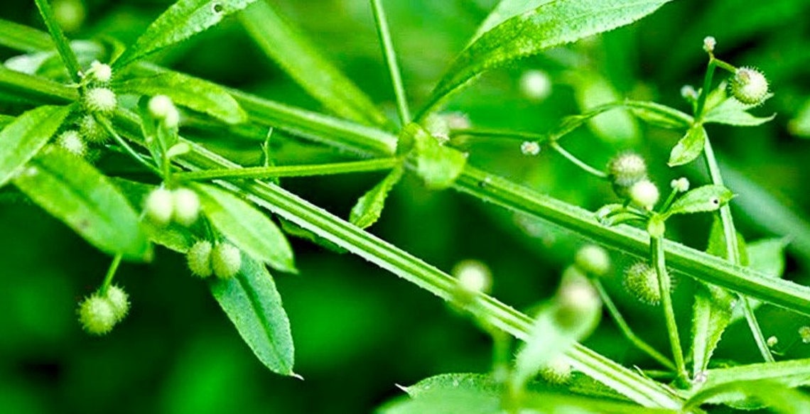Cleaver Seeds Galium Aparine - Etsy Canada