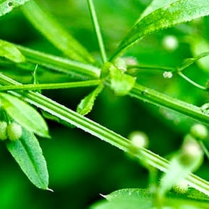 Cleaver Seeds - Galium Aparine - Etsy Canada
