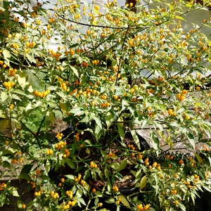 BB Habanero / CGN 24360 Pepper Seeds - Capsicum Chinense - Wild & Very ...