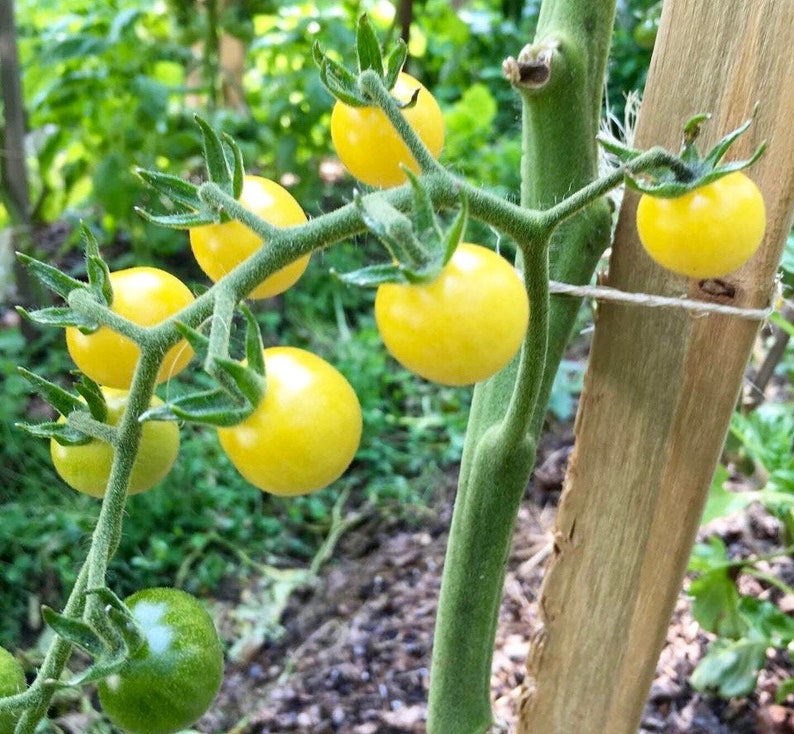 Coyote Currant Tomato Seeds - Solanum Pimpinellifolium - Delicious and ...