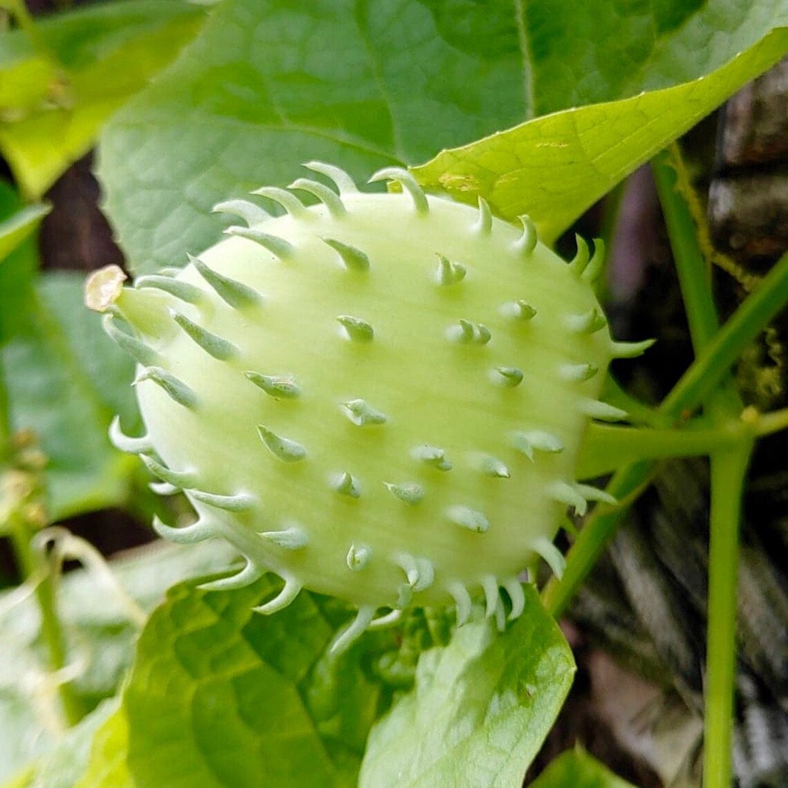 Achocha Seeds Cyclanthera Brachybotrys Delicious & | Etsy