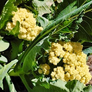 Nine Star Perennial Cauliflower/broccoli Seeds - Brassica Oleraceae ...