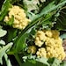 Nine Star Perennial Cauliflower/broccoli Seeds - Brassica Oleraceae ...
