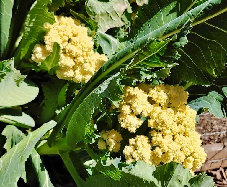 Nine Star Perennial Cauliflower/broccoli Seeds - Brassica Oleraceae ...