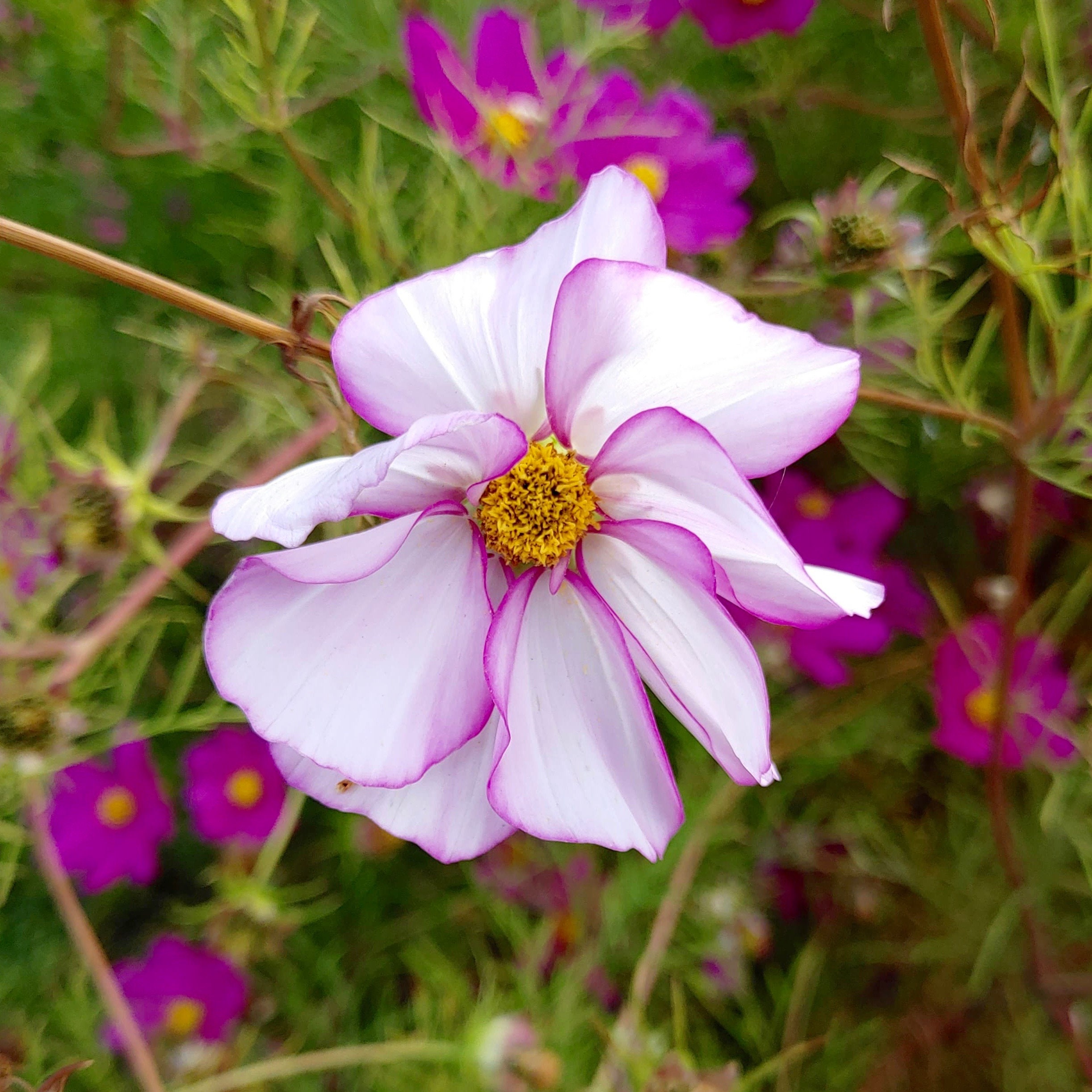 Mixed Cosmos Seeds Cosmos Bipinnatus Pollinator Friendly & - Etsy Canada