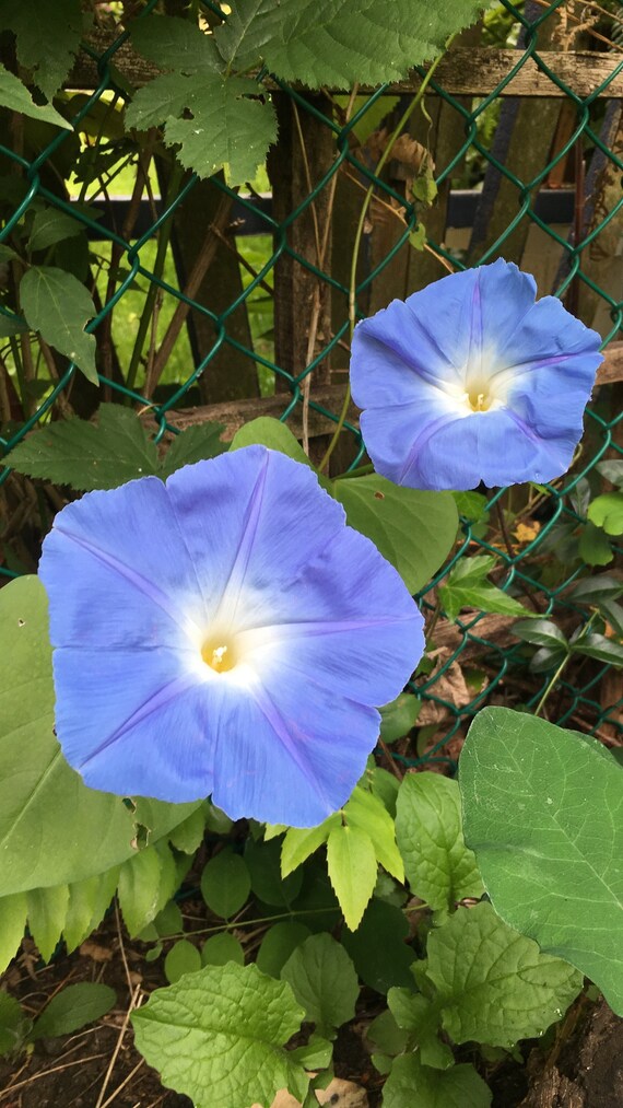 Ipomoea Tricolor