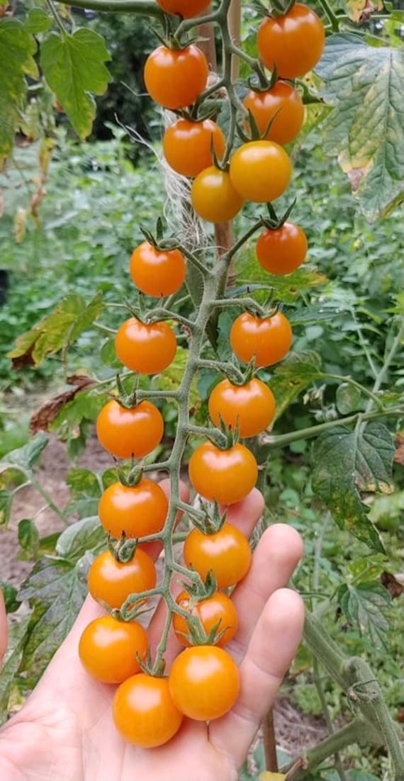 Sungold Tomato Container