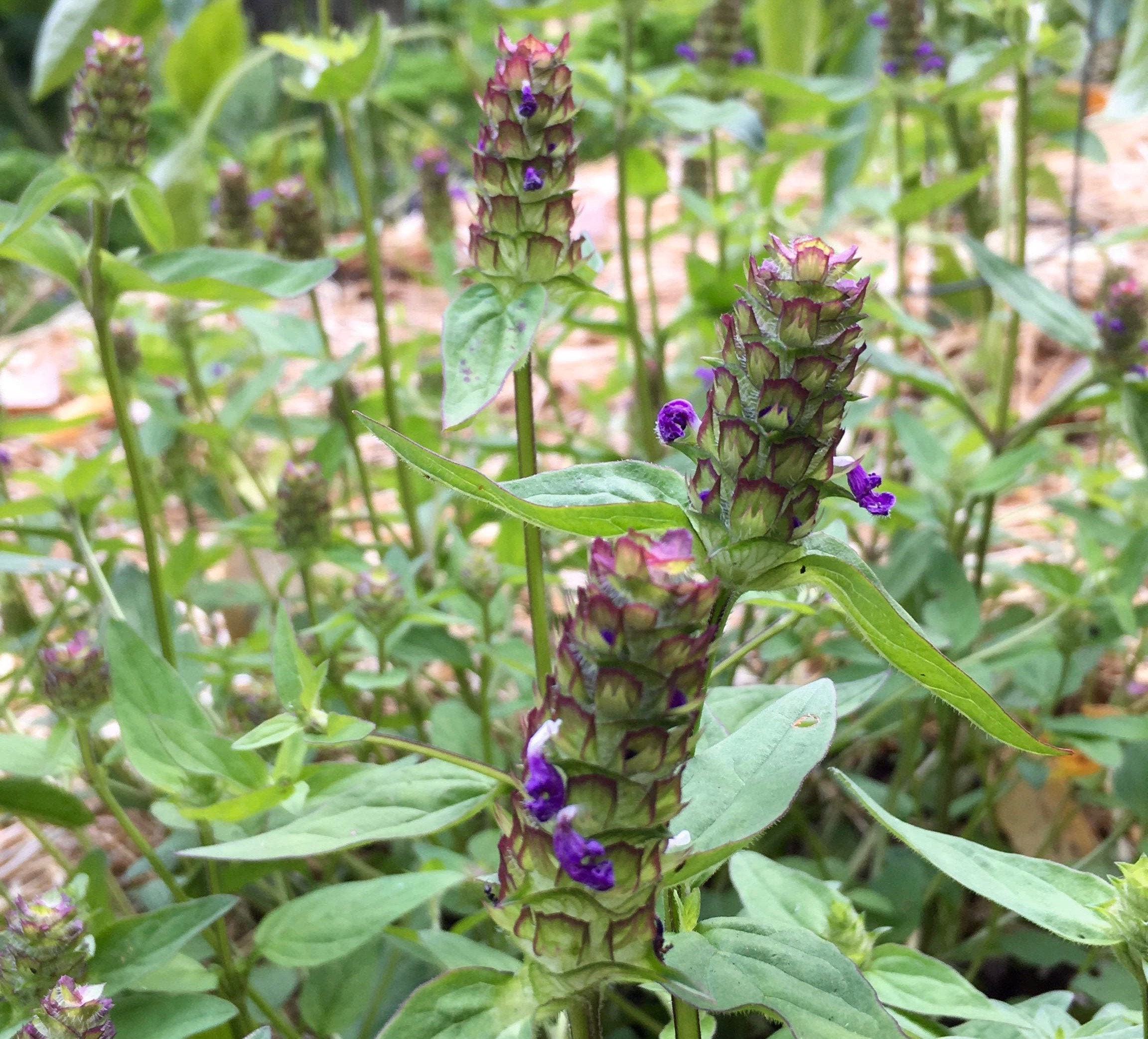 Heal All / Self Heal Seeds Prunella Vulgaris Edible - Etsy