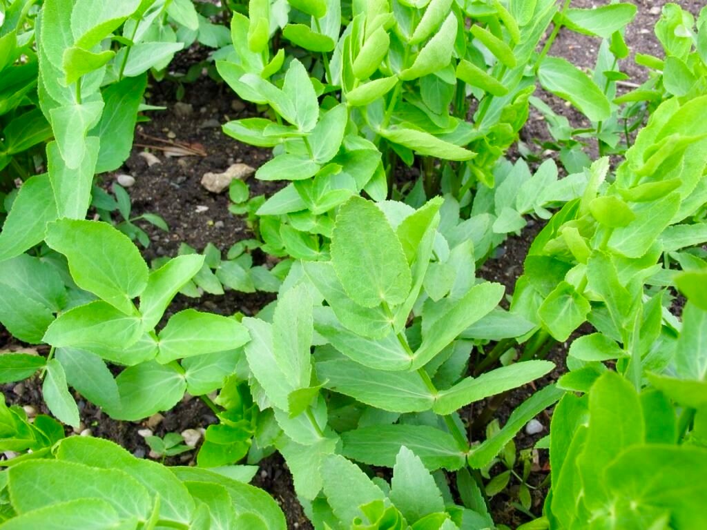 Skirret Seeds Sium Sisarum Rare Delicious and Perennial - Etsy Ireland