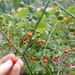 Cold Hardy Chili Pepper Seeds - Capsicum Flexuosum, Aka February Fire ...