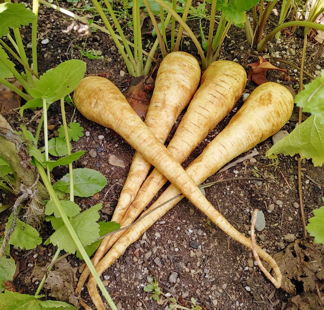 Hollow Crown Parsnip Seeds - Pastinaca Sativa - Delicious, Nutritious ...