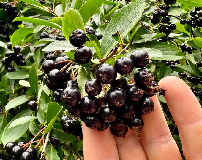Black Chokeberry (aronia Melanocarpa) 35 Seeds - Etsy Canada