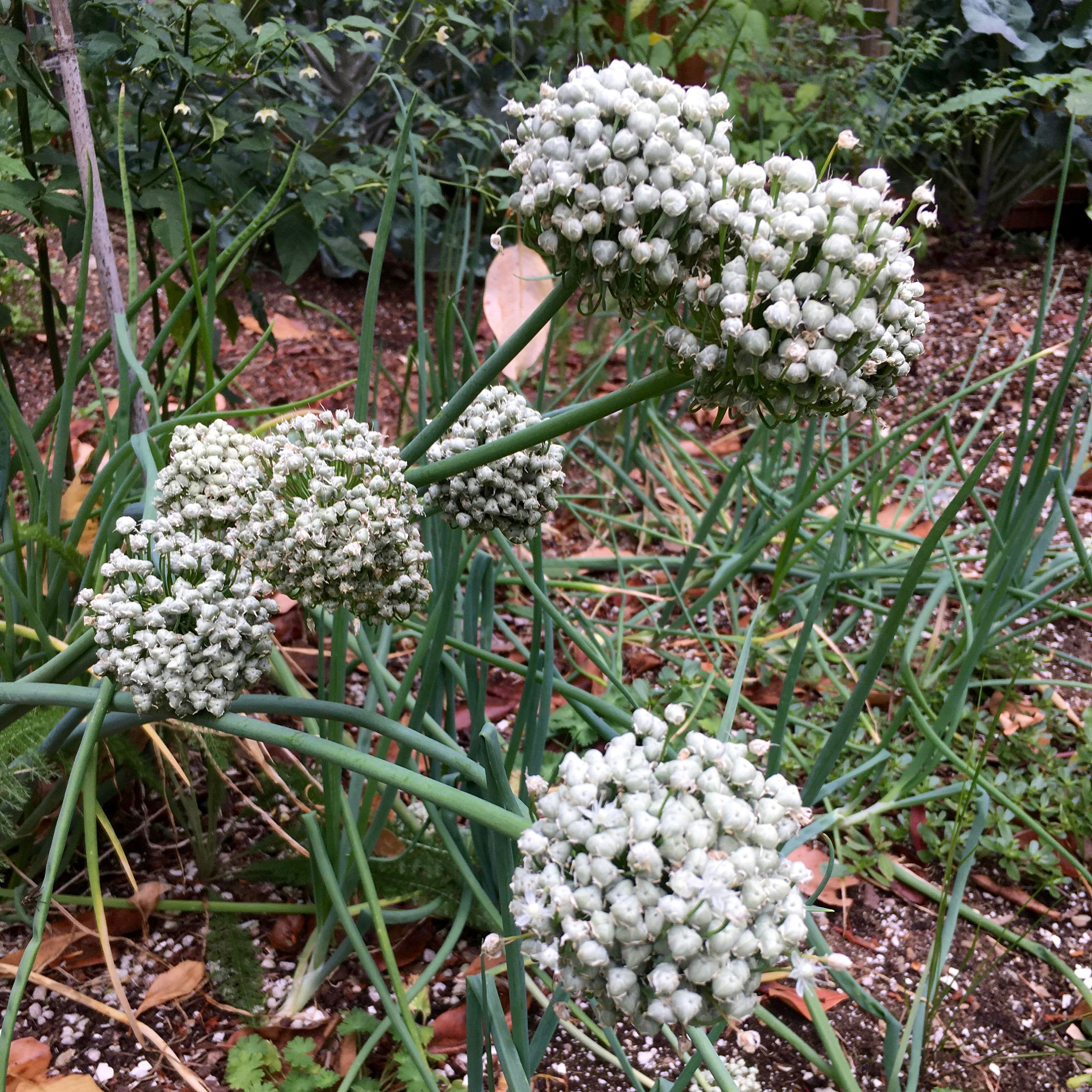 Welsh Onion Seeds Allium Fistulosum Delicious & Perennial | Etsy